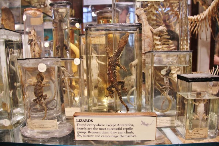 Inside the Grant Museum of Zoology | Hidden London