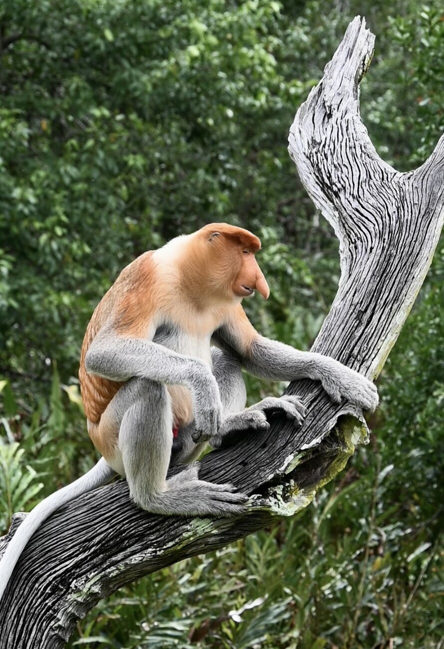 Guide to Sandakan and Sepilok: Wildlife Conservation in Borneo