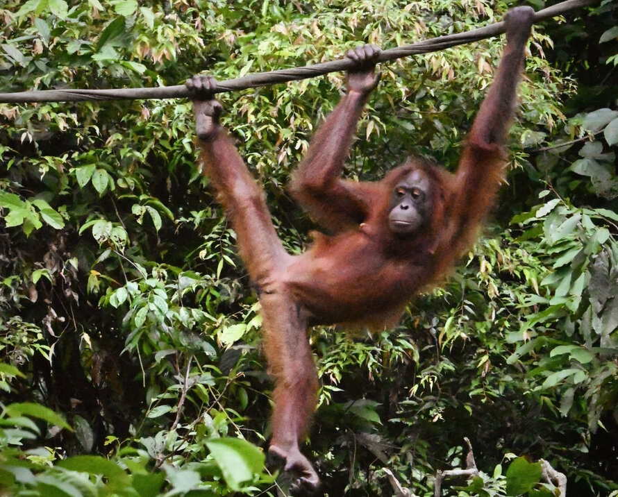 Guide to Sandakan and Sepilok: Wildlife Conservation in Borneo