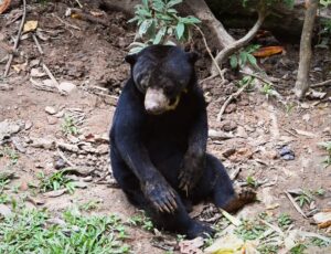 Guide to Sandakan and Sepilok: Wildlife Conservation in Borneo